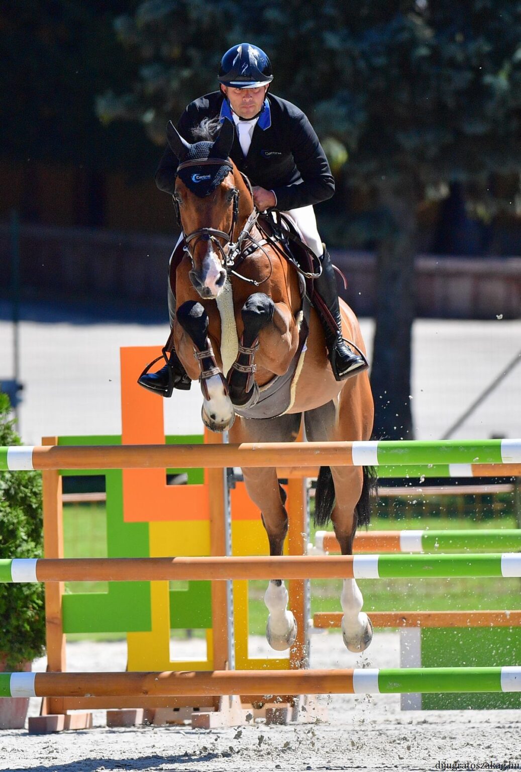 Magyar tenyésztésű ló, Kurszán a legjobb fiatal ló Bábolnán – A Magyar ...